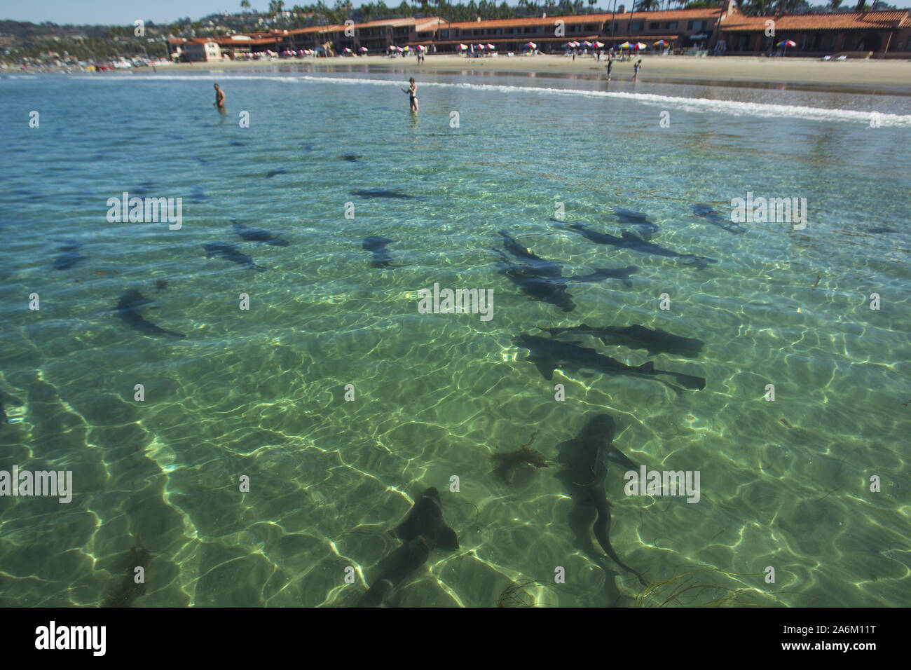 October 26, 2019, San Diego, CALIFORNIA, U.S: Leopard sharks swim in ...