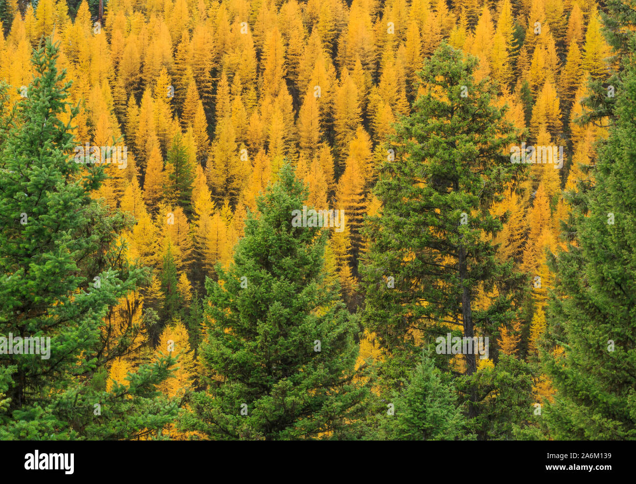 larch trees in fall color in lolo national forest near condon, montana ...