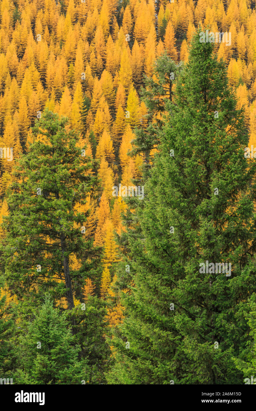 larch trees in fall color in lolo national forest near condon, montana ...