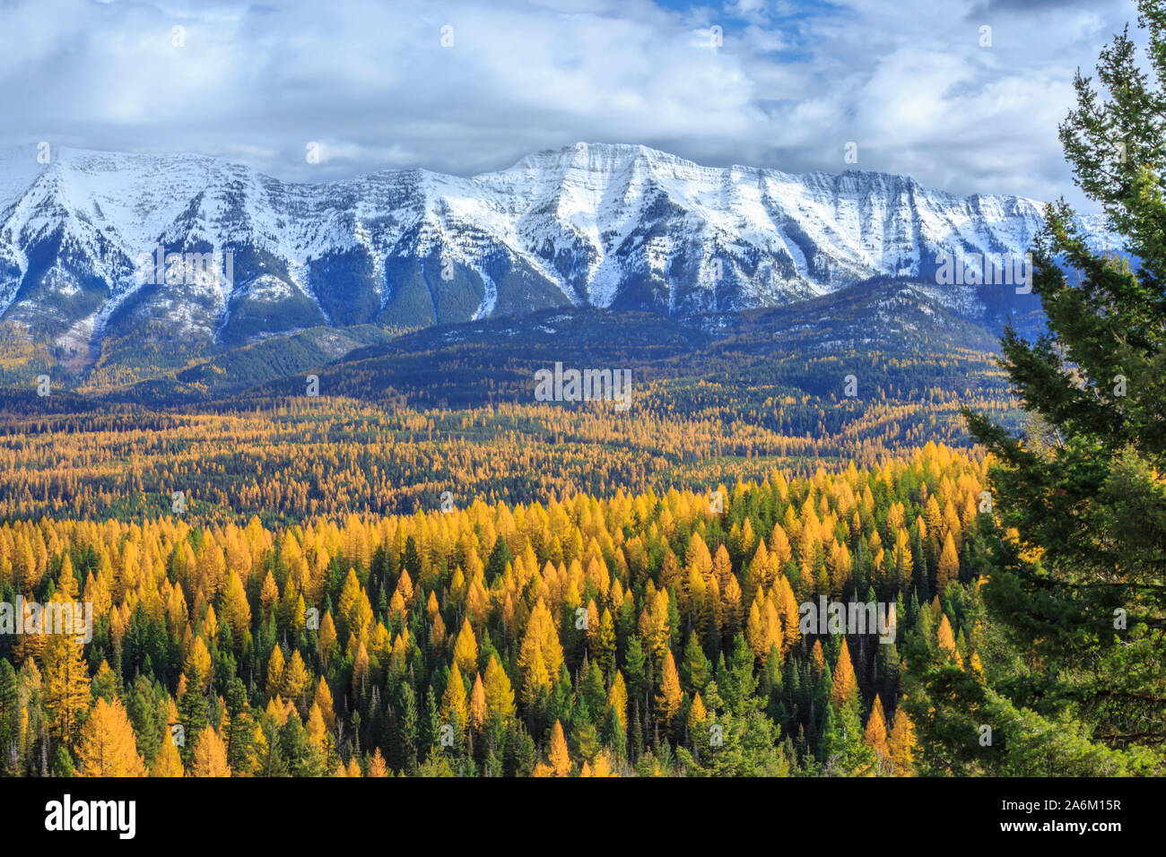 larch in fall color below the swan range near condon, montana Stock ...