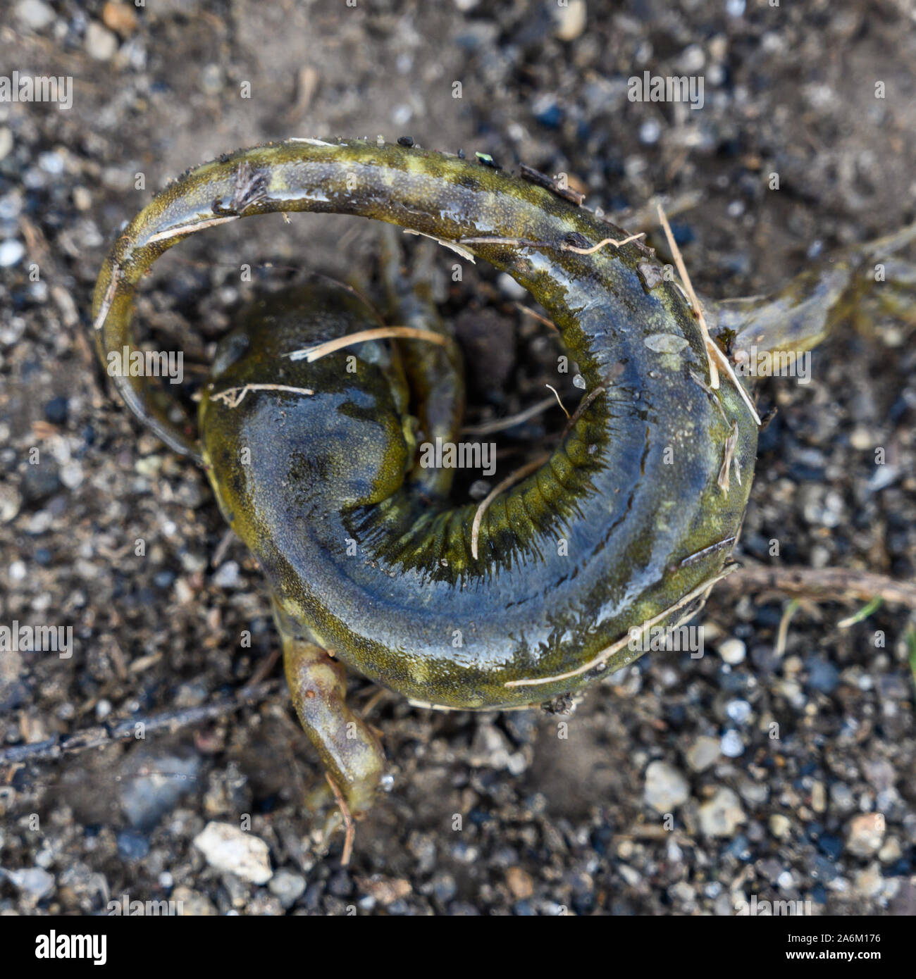 Curled Up Lizard on Trail with wet skin Stock Photo - Alamy