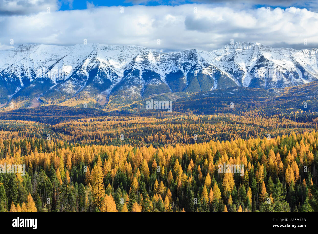 larch in fall color below the swan range near condon, montana Stock ...
