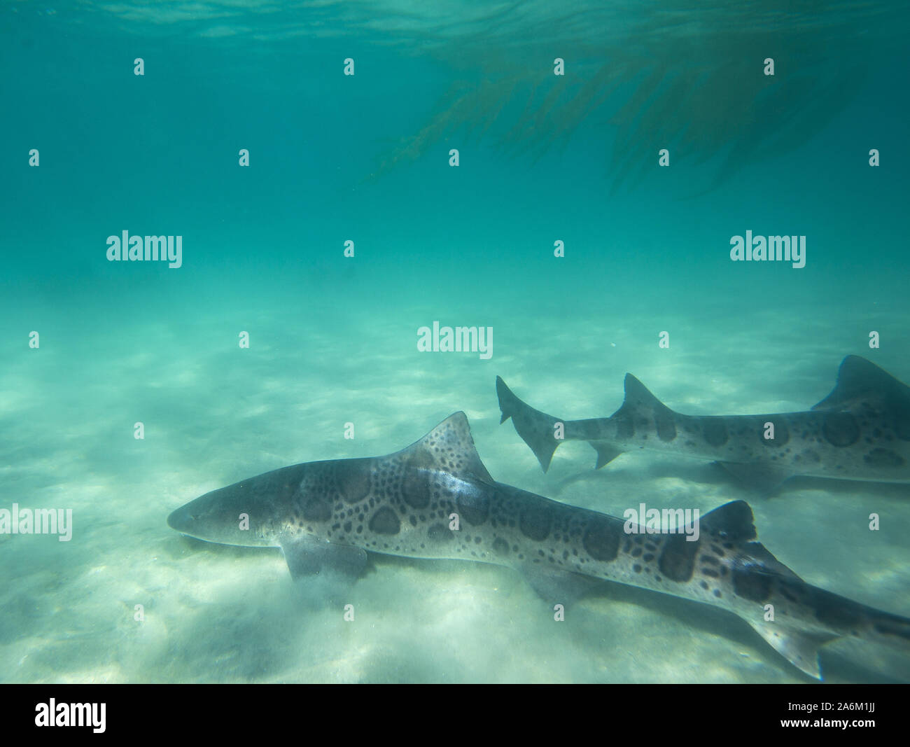 San Diego, CALIFORNIA, USA. 26th Oct, 2019. Leopard sharks swim in the ...