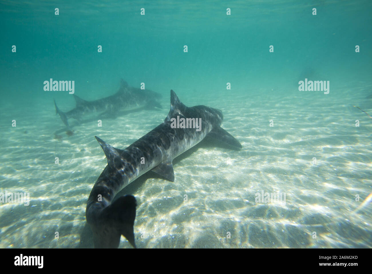 San Diego, CALIFORNIA, USA. 26th Oct, 2019. Leopard sharks swim in the ...