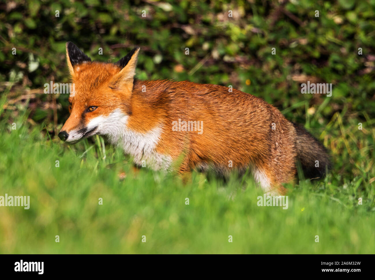 Rural fox hunting around in the grass Stock Photo - Alamy