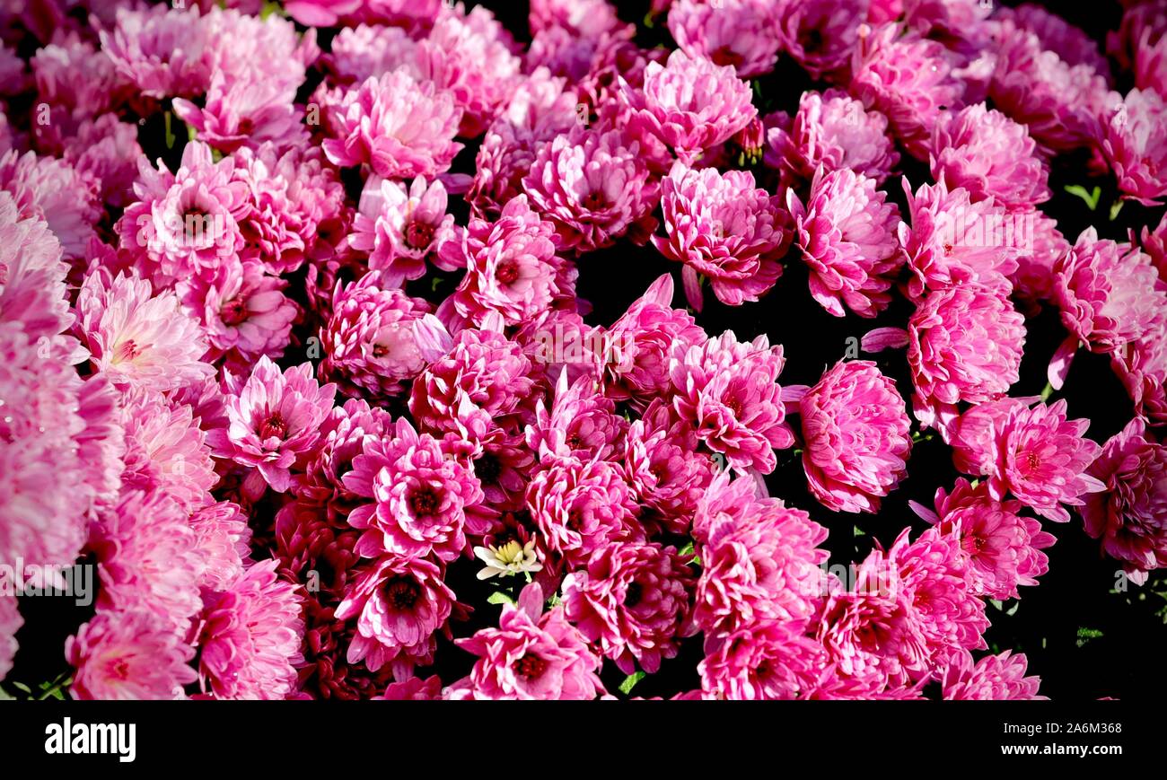 Chrysanthemum pot mum hi-res stock photography and images - Alamy