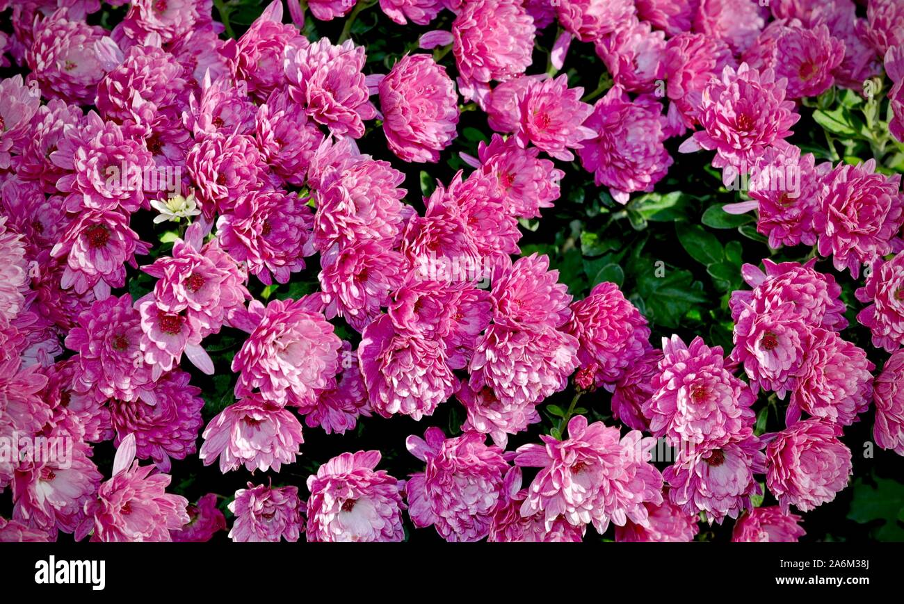 Chrysanthemum pot mum hi-res stock photography and images - Alamy