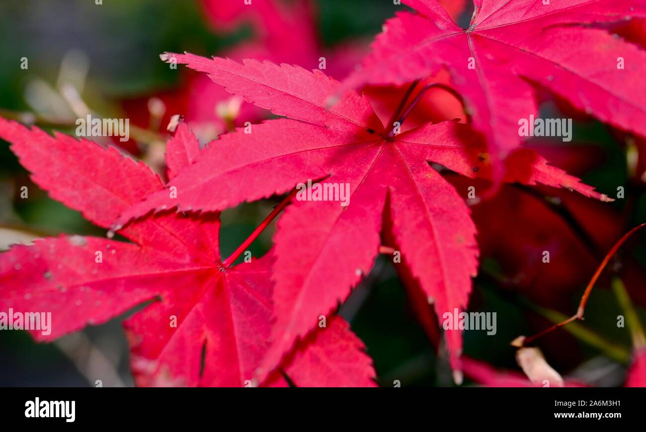 Red autumn leaves foliage of japanese maple hi-res stock photography ...