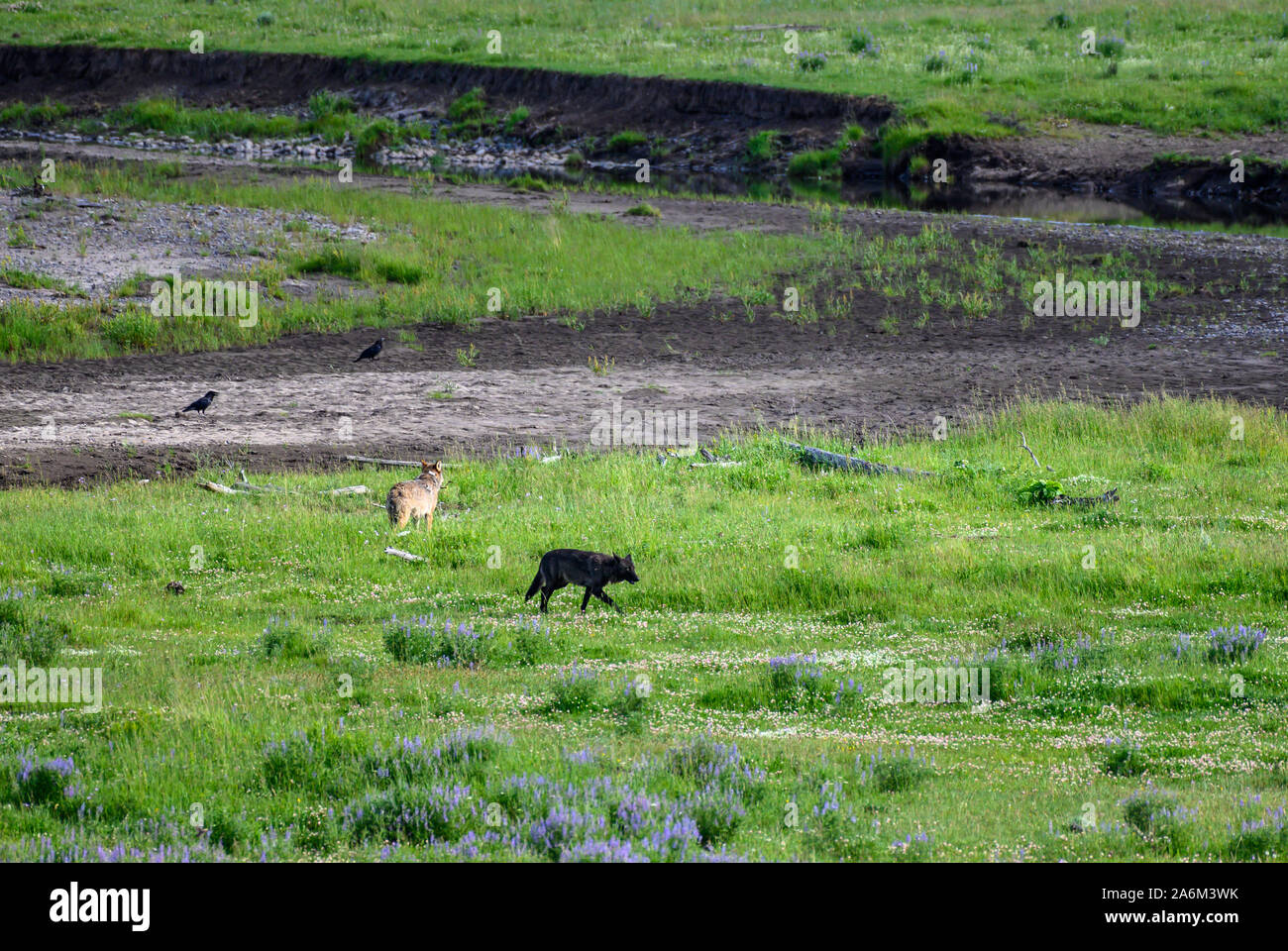 Animal hunting another hi-res stock photography and images - Alamy