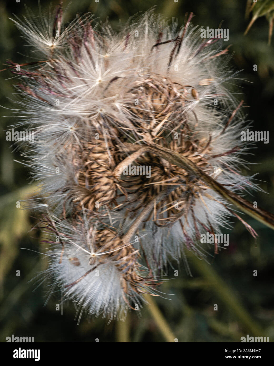 Garden dandelion hi-res stock photography and images - Alamy