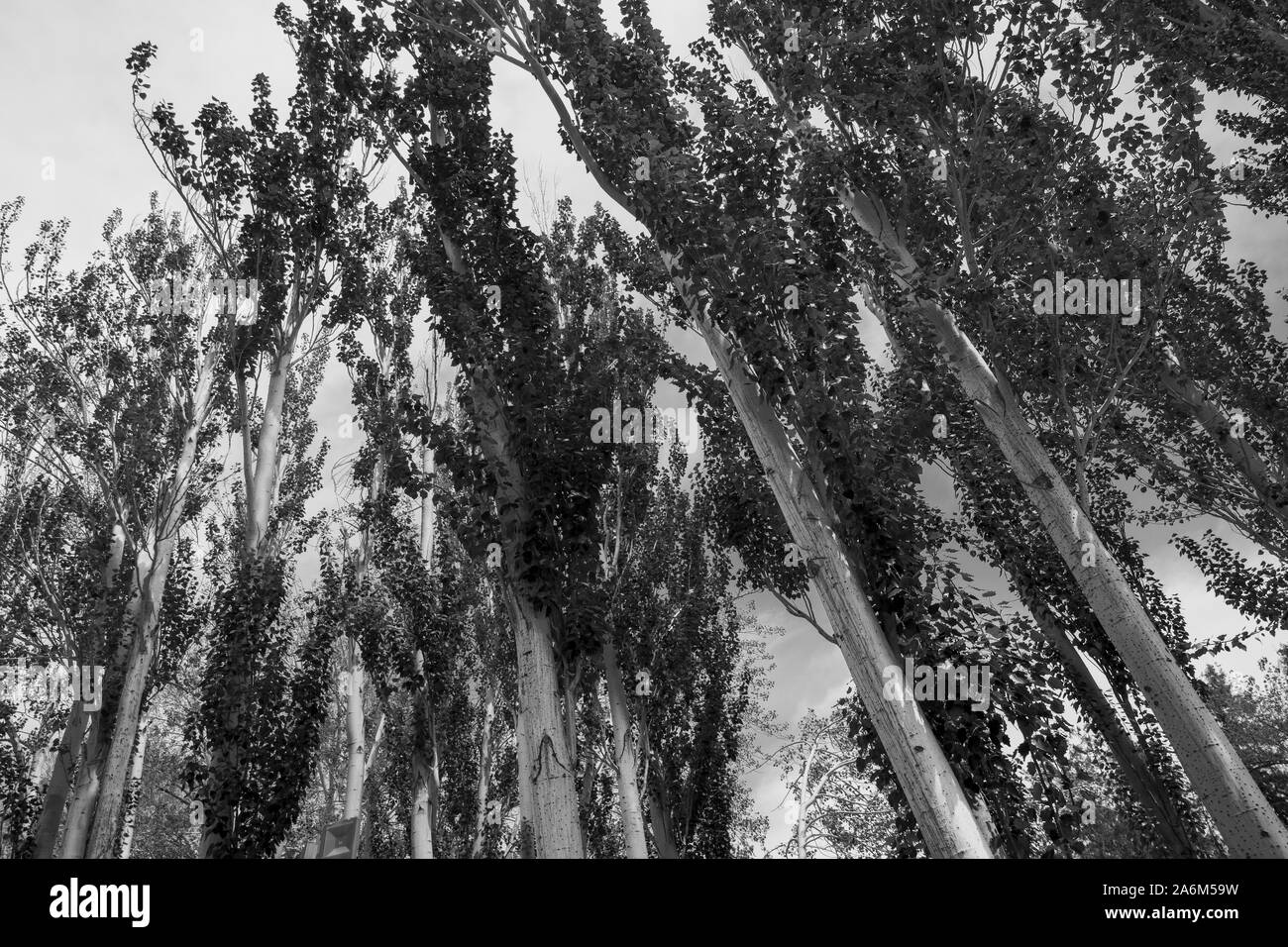 Populus diversifolia hi-res stock photography and images - Alamy