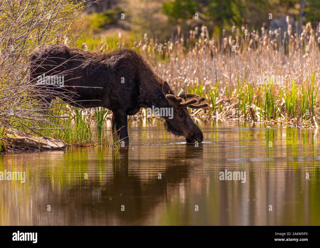 Big moose bull drinking water hi-res stock photography and images - Alamy