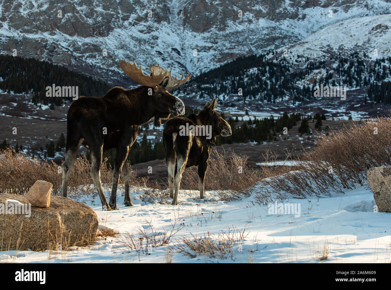 Moose couple hi-res stock photography and images - Alamy