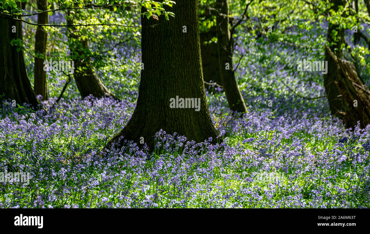 Bluebell woods in early spring Stock Photo - Alamy