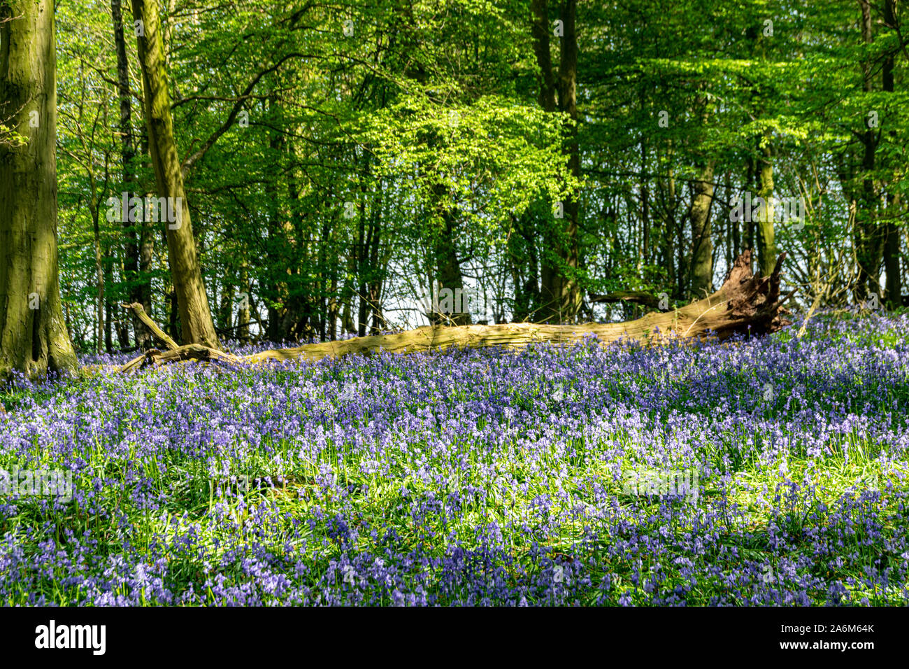 Fallen Tree In Bluebell Wood High Resolution Stock Photography and ...