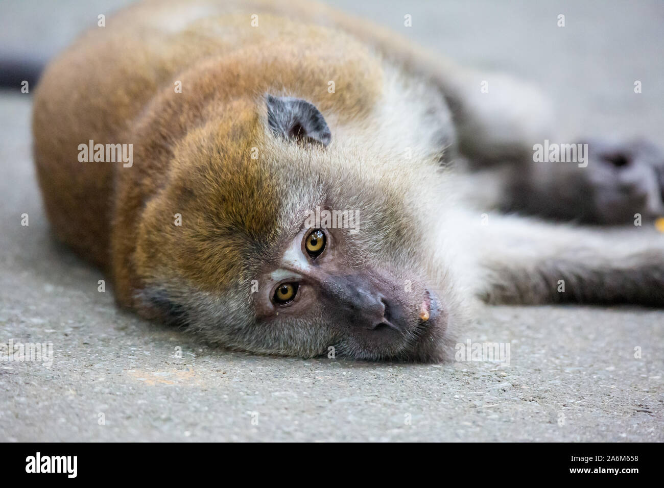 Portrait of bored monkey with bright yellow eyes looking in camera ...