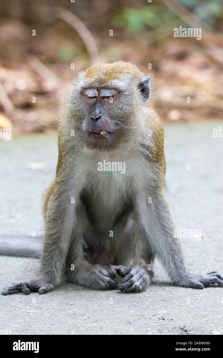 Portrait of bored and thoughtful monkey with closed eyes look like a ...
