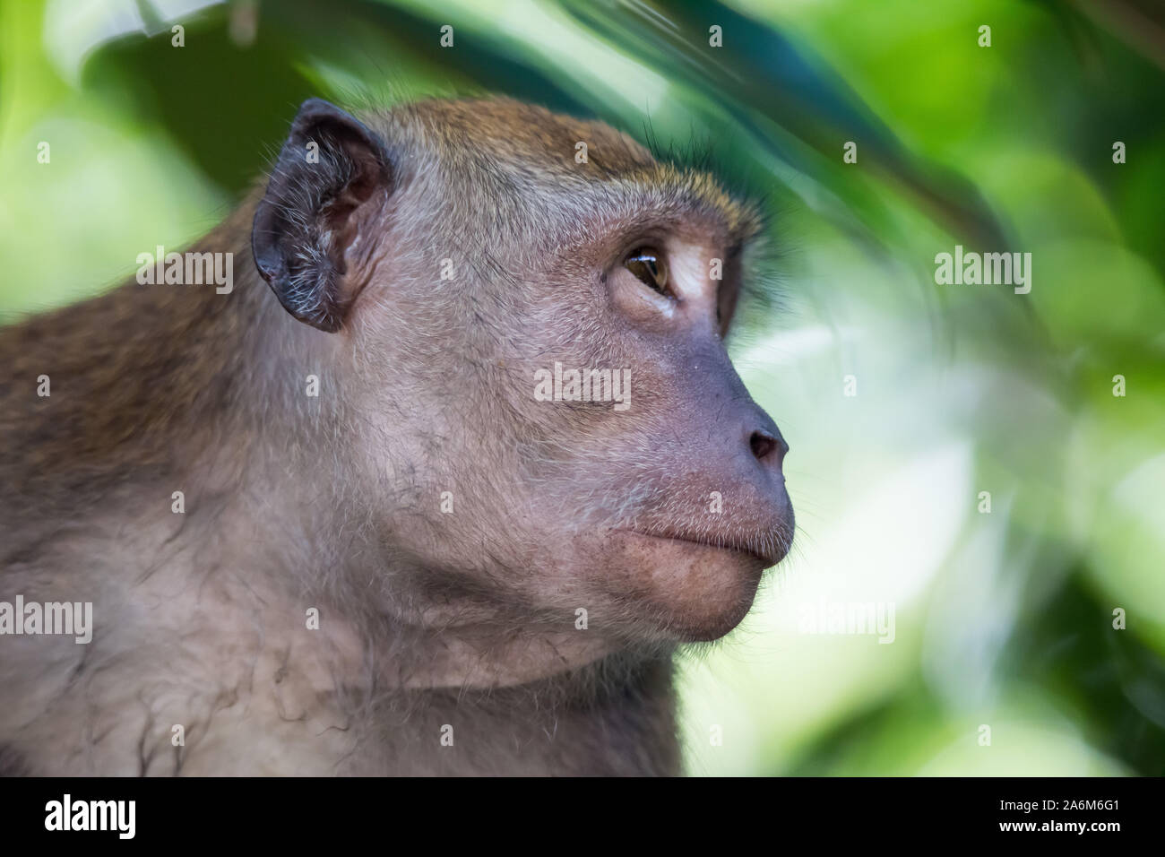 Portrait of bored and thoughtful monkey with bright yellow eyes. Crab ...