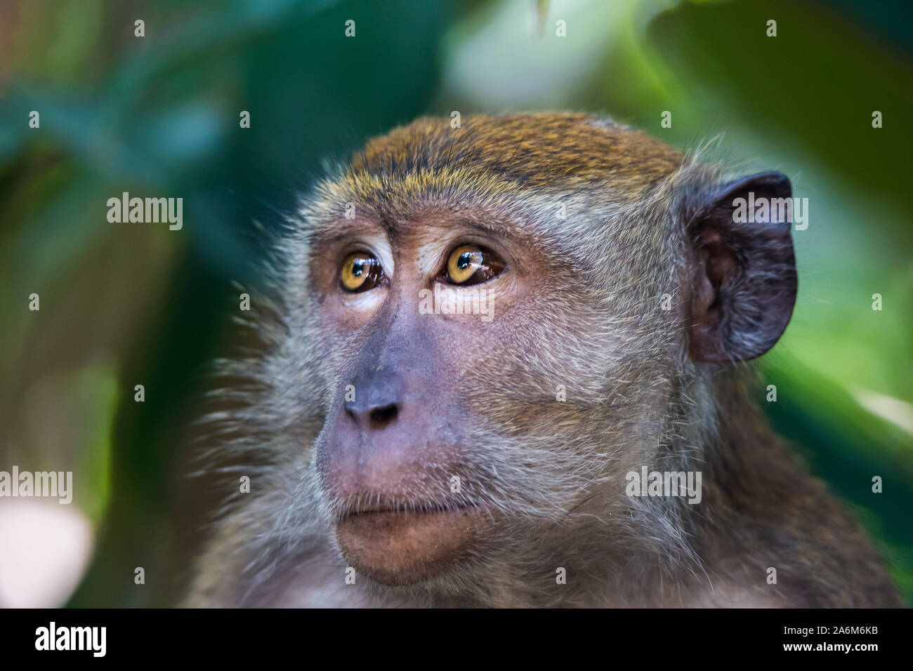 Portrait of bored and thoughtful monkey with bright yellow eyes. Crab ...