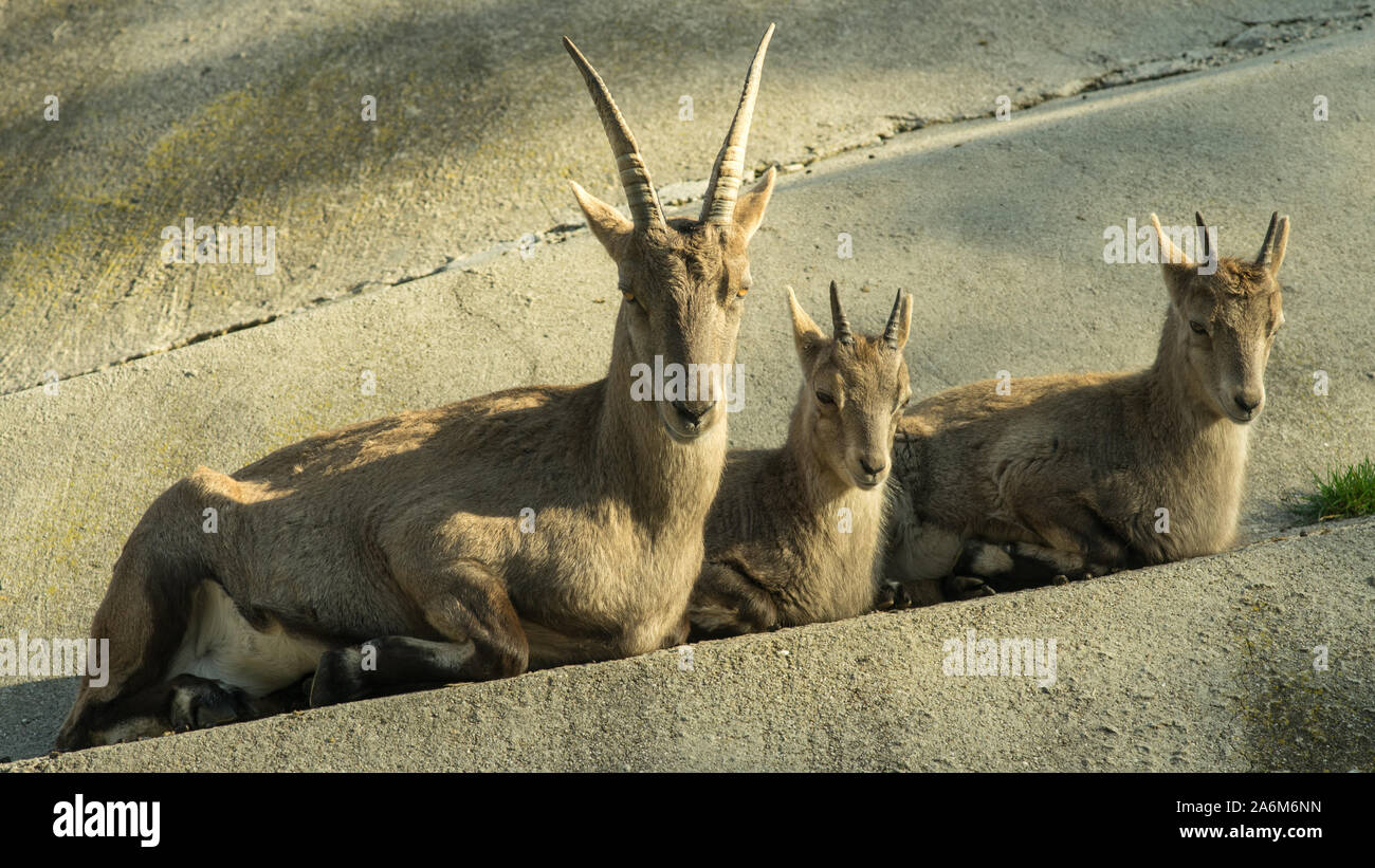 Relaxed goat family laying in the sun Stock Photo - Alamy