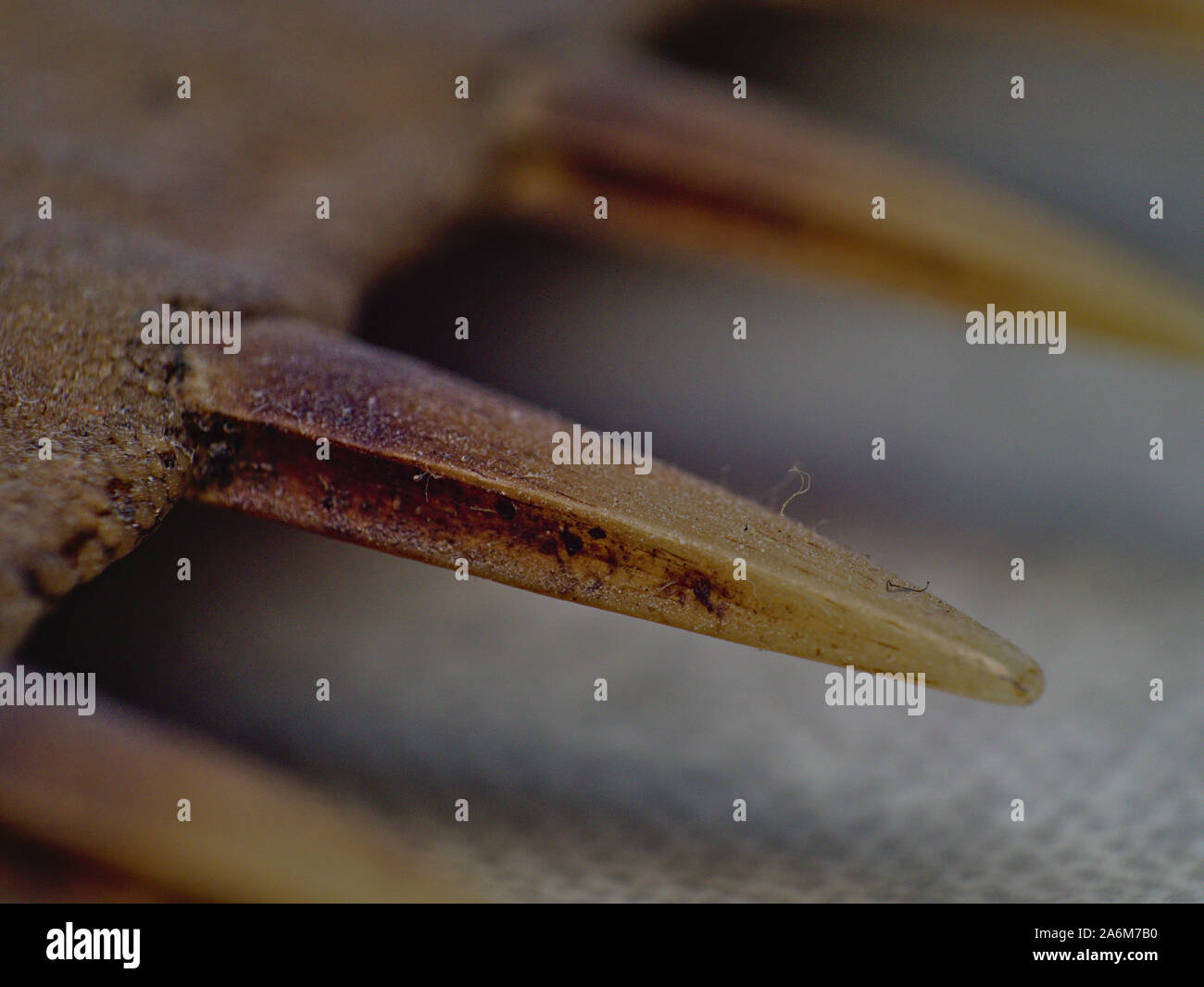 Macro close-up shot of a tooth of a sawfish bill (rostrum), 1cm in ...