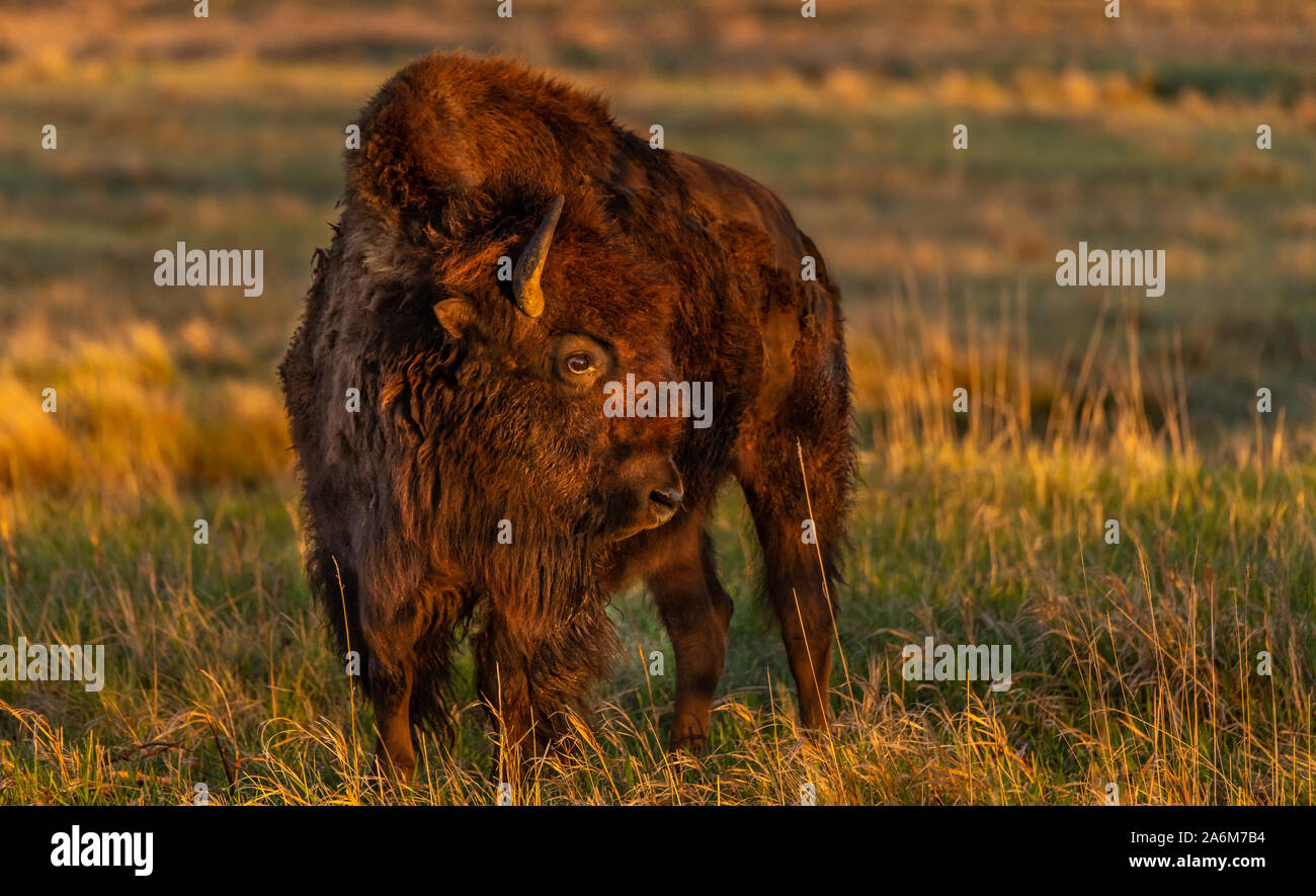 A Bison in Colorado on a Perfectly Lit Morning Stock Photo - Alamy