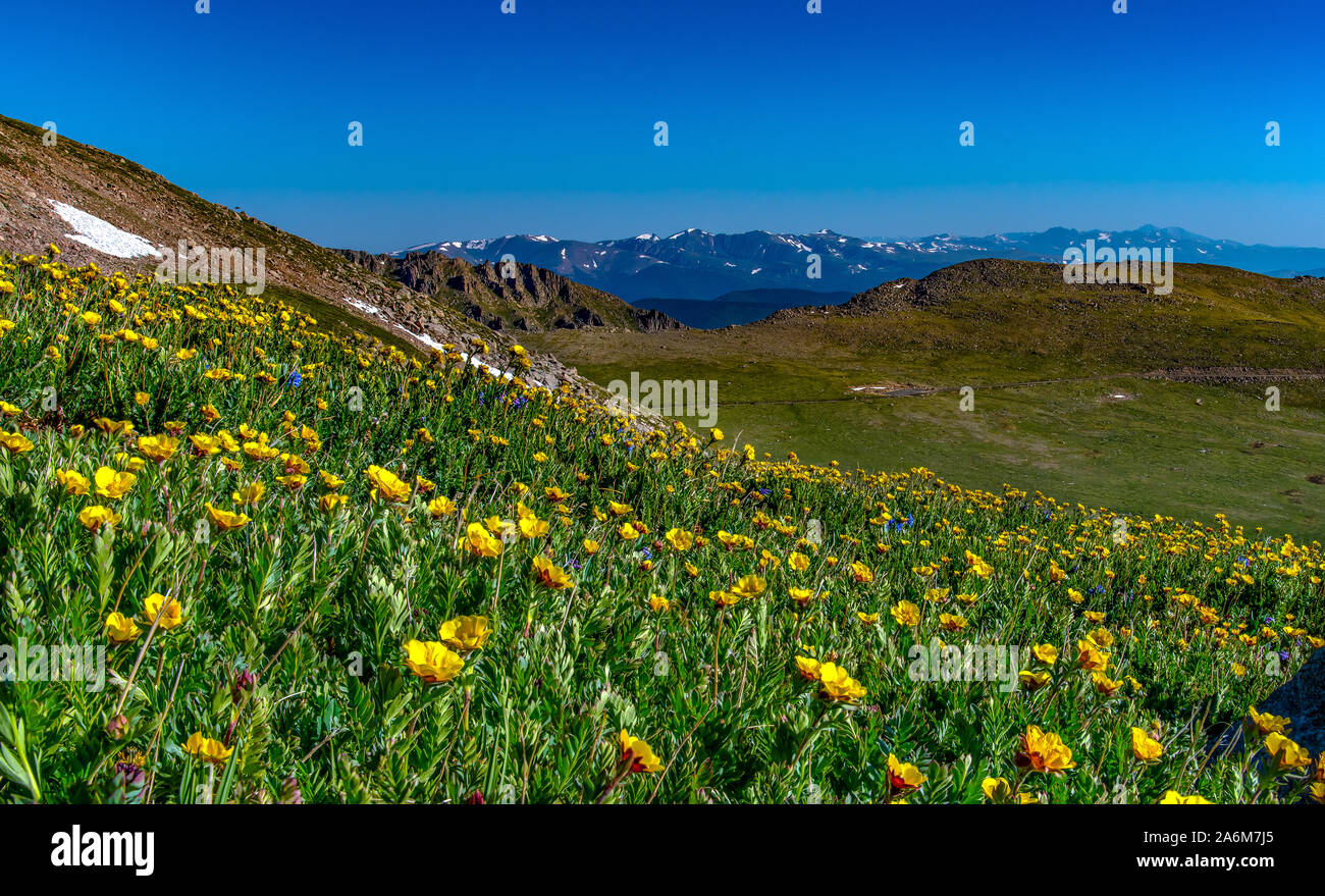 High alpine flowers hi-res stock photography and images - Alamy