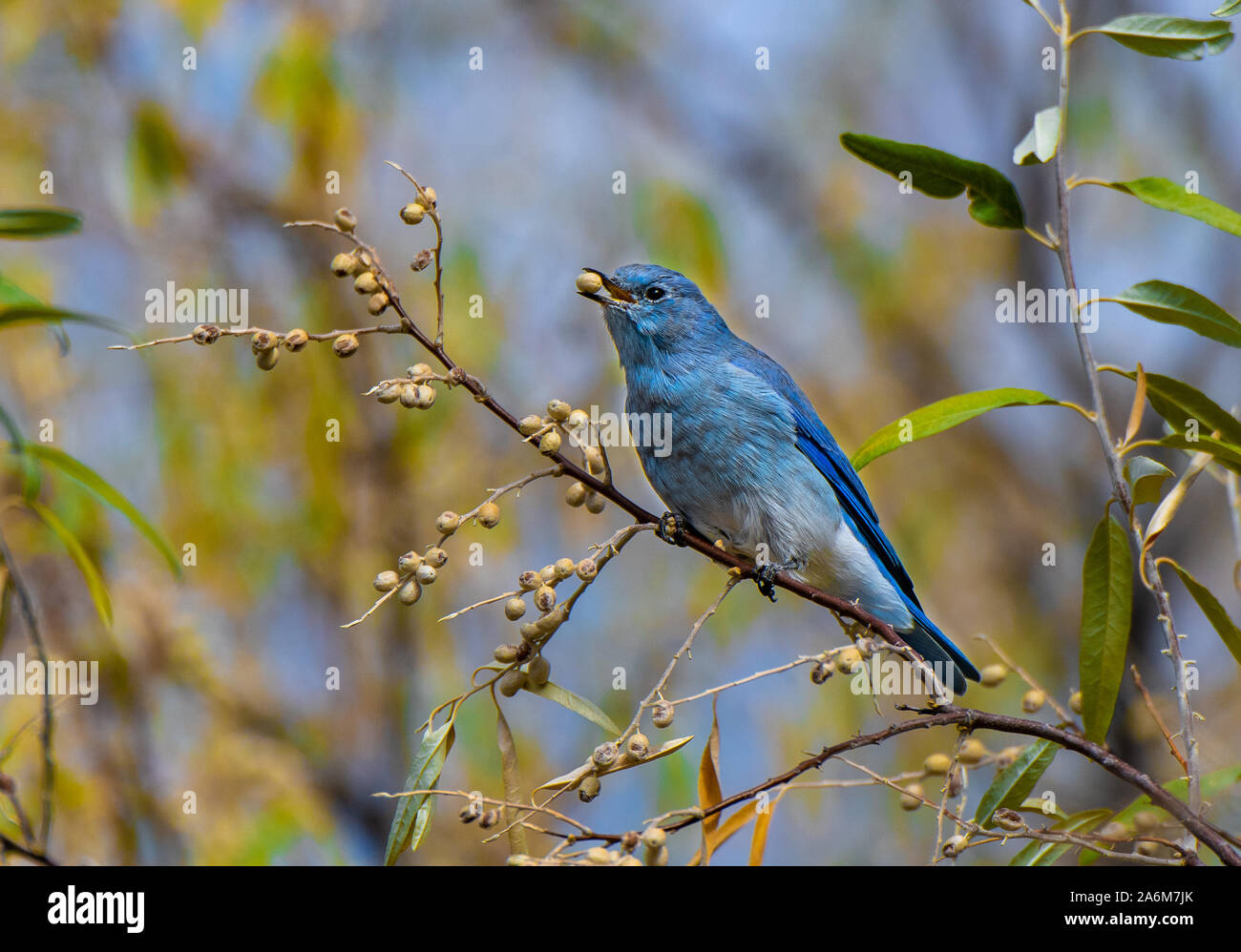 A Beautiful Mountain Bluebird in the Springtime Stock Photo - Alamy