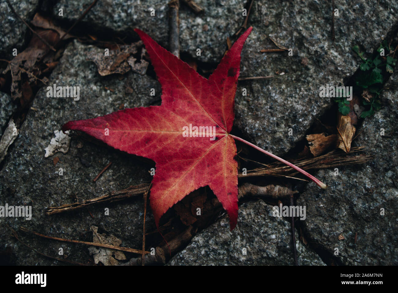 Dry tree leaf as an Autumn background Stock Photo - Alamy