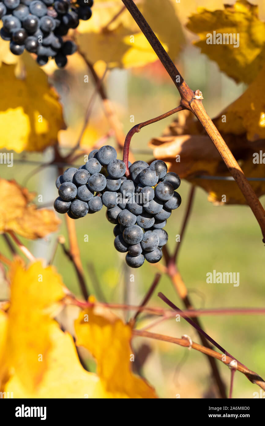 Purple grapevines hi-res stock photography and images - Alamy