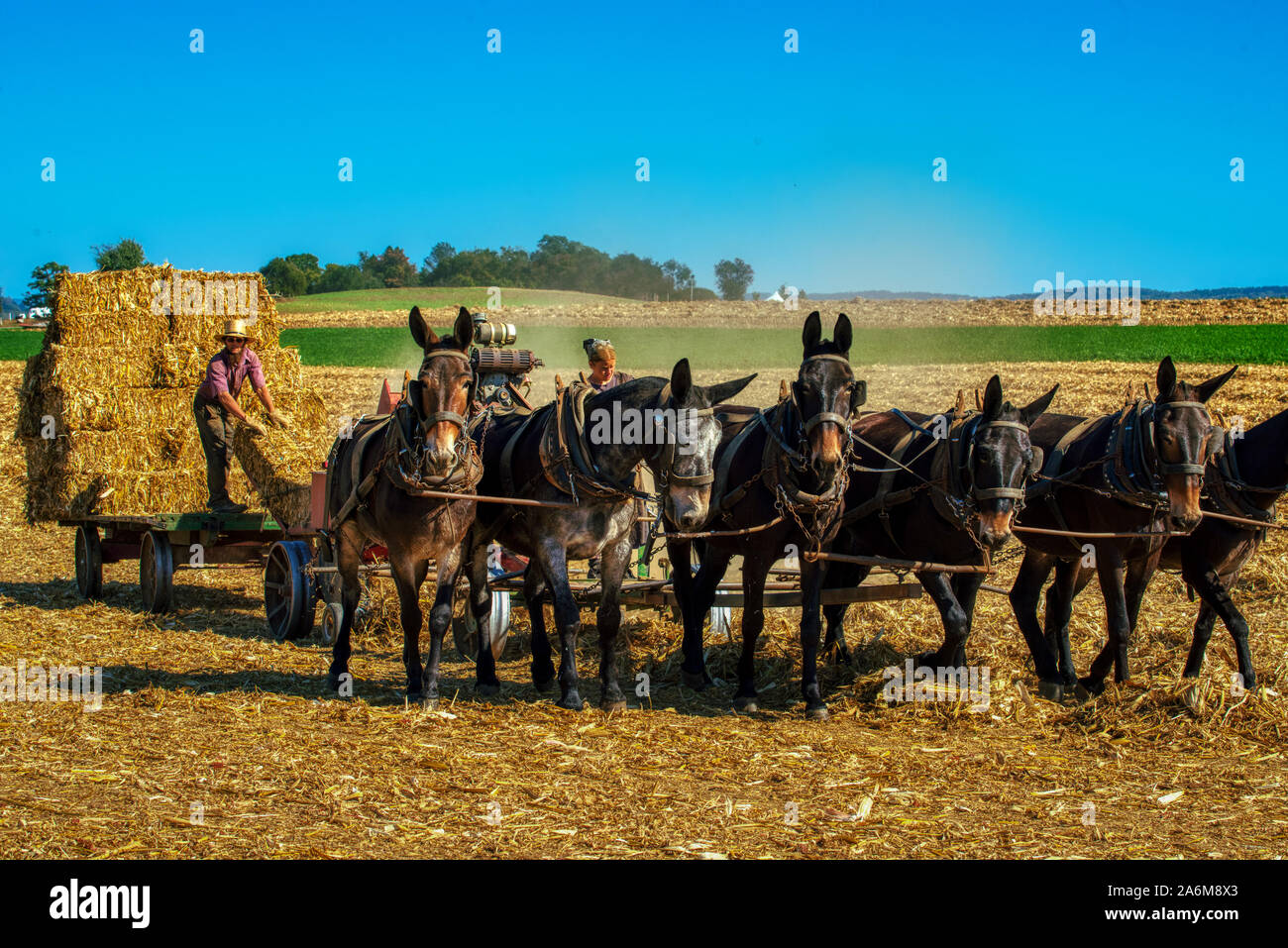 Amish farmers harvesting hay, Lancaster county Pennsylvania Stock Photo ...