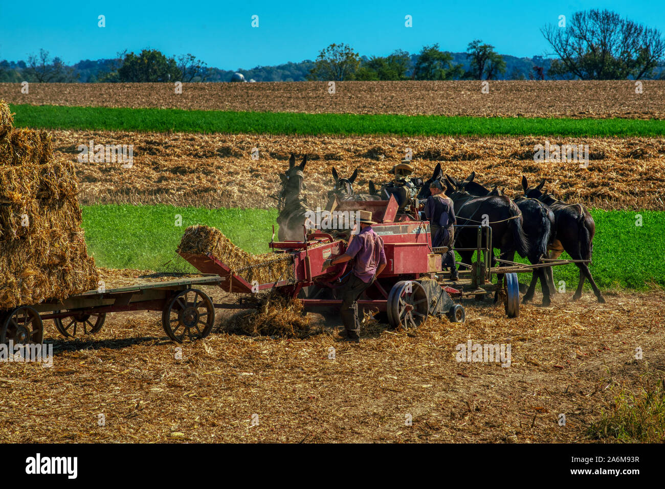 Amish farmers harvesting hay, Lancaster county Pennsylvania Stock Photo ...