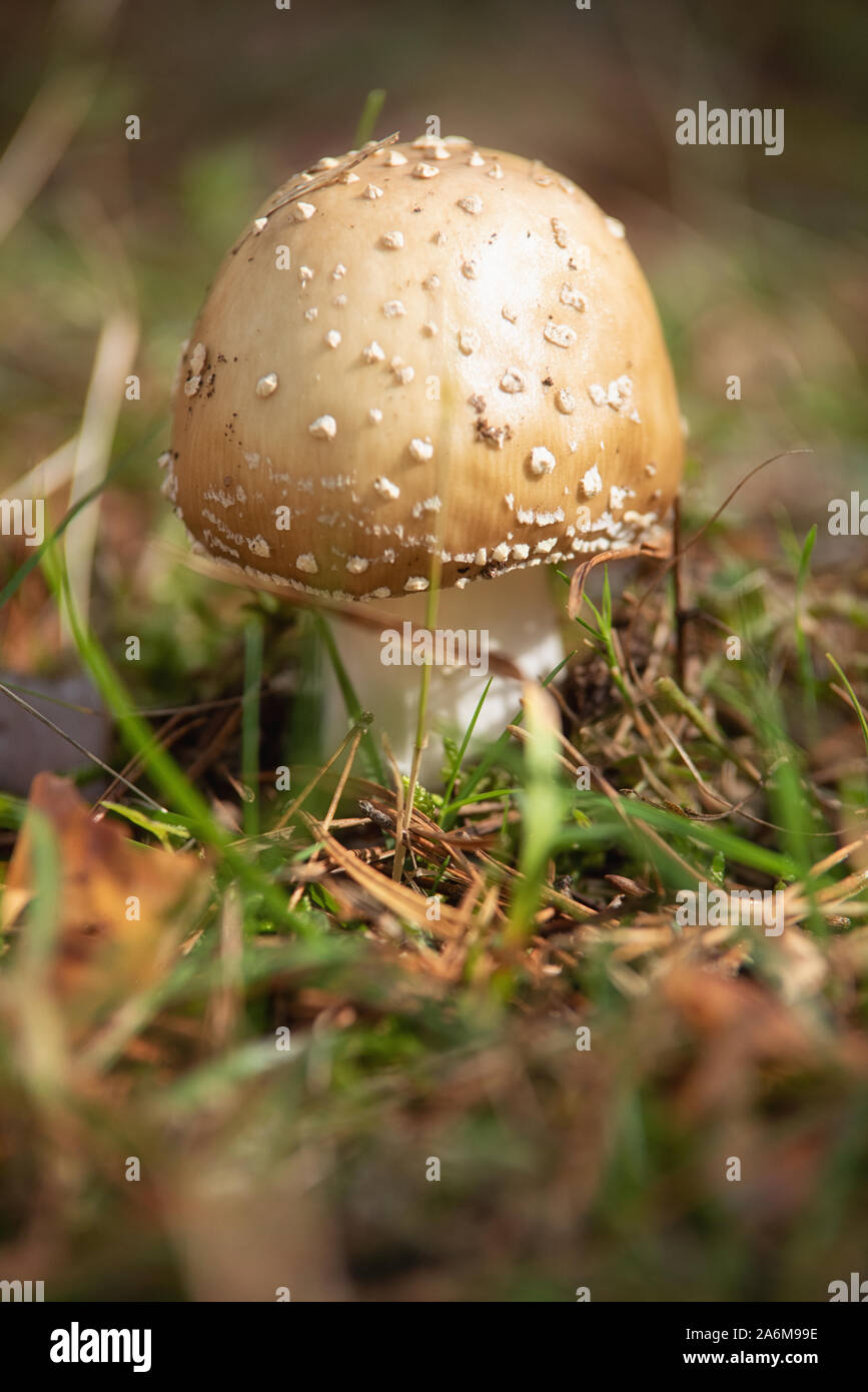 A young Amanita Pantherina, also called panther cap or false blusher ...