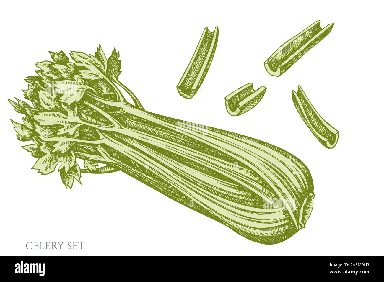 Vector set of hand drawn pastel celery stock illustration Stock Vector ...