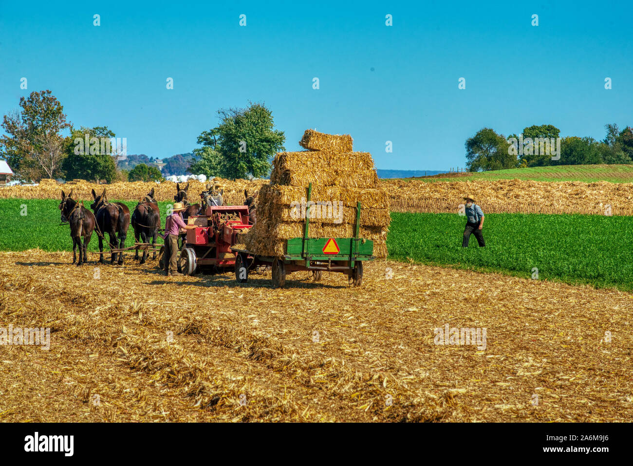Amish farmers harvesting hay, Lancaster county Pennsylvania Stock Photo ...