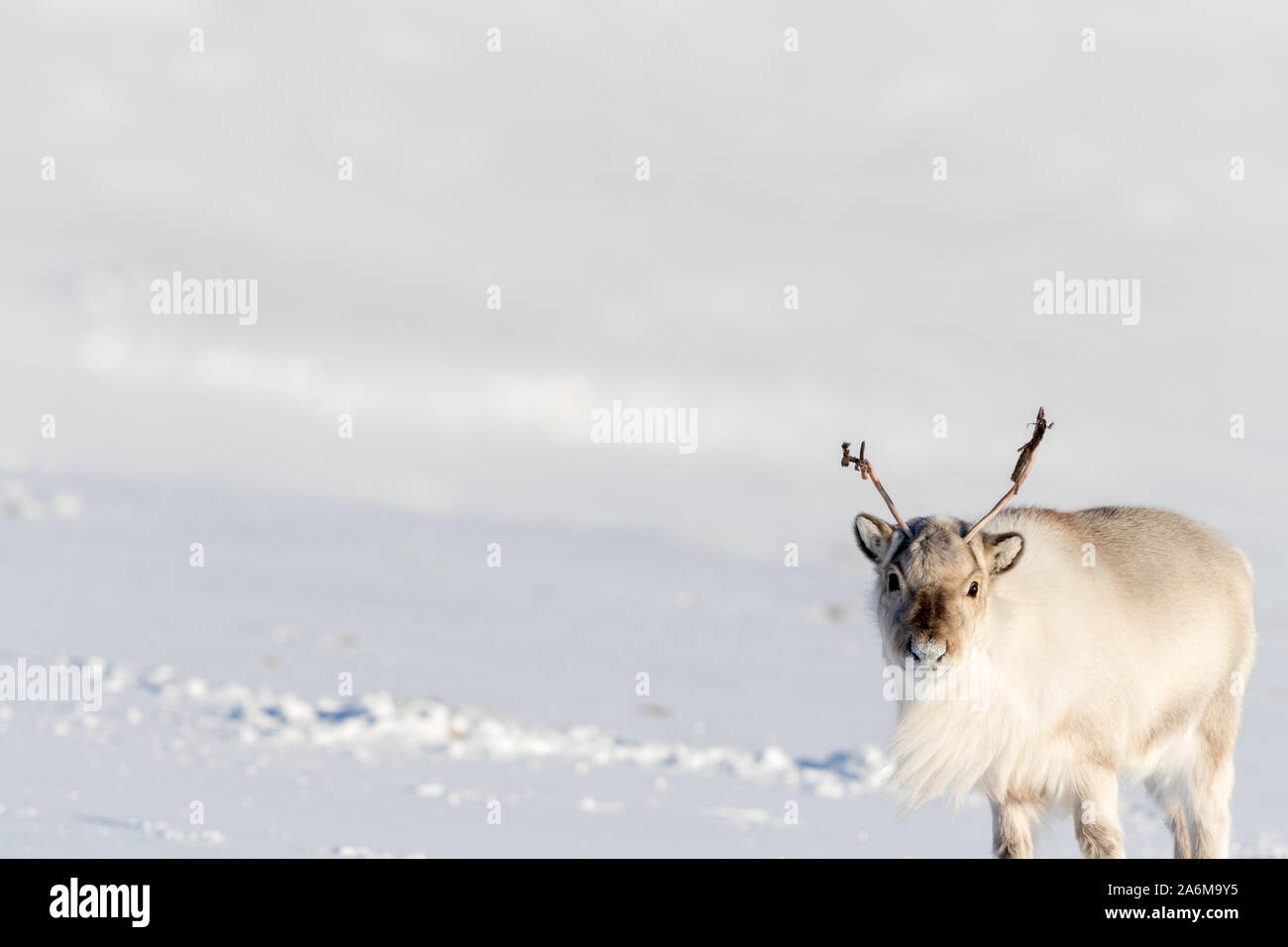 Reindeer mouth hi-res stock photography and images - Alamy