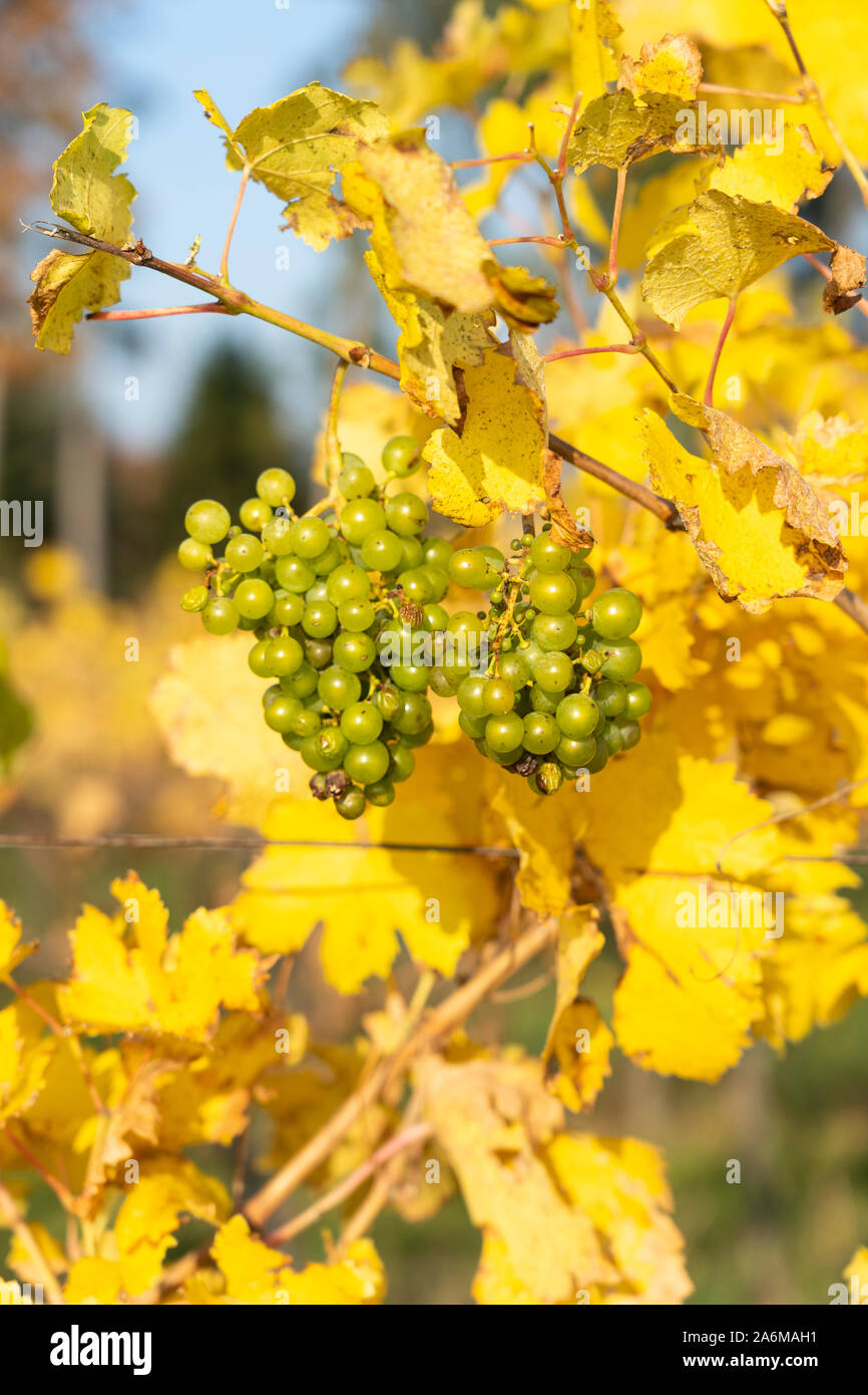 Autumn grapes leaves hi-res stock photography and images - Alamy