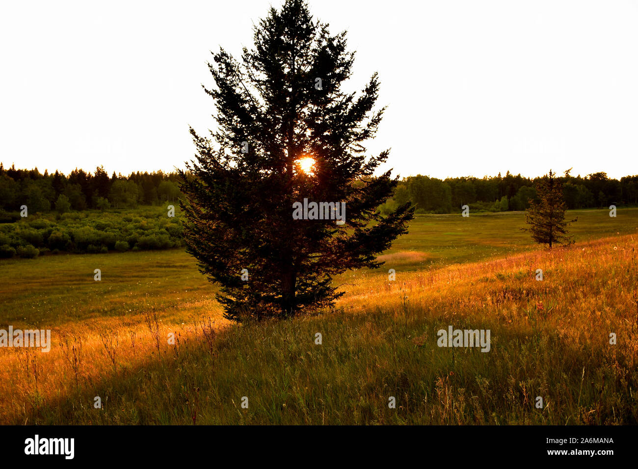 Tree shadow with sun hi-res stock photography and images - Alamy