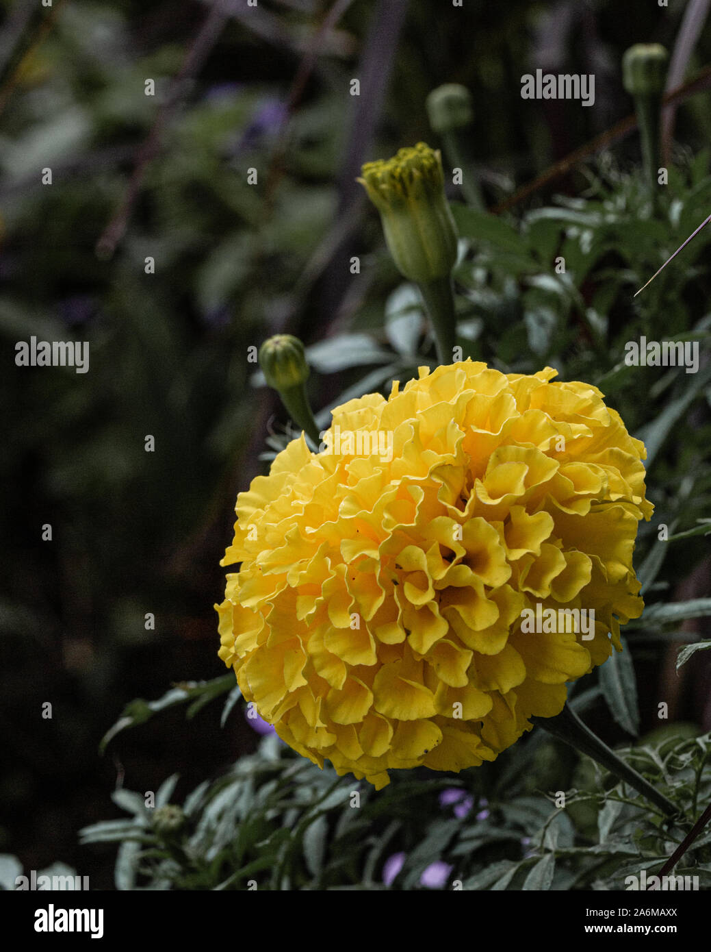 Marigold yellow hi-res stock photography and images - Alamy