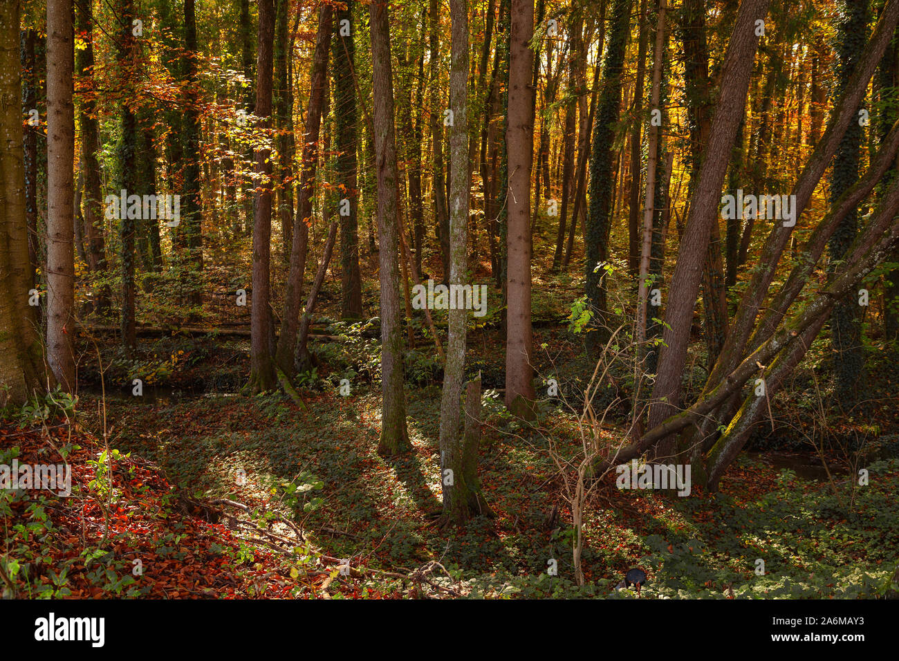 Dense Underbrush High Resolution Stock Photography and Images - Alamy