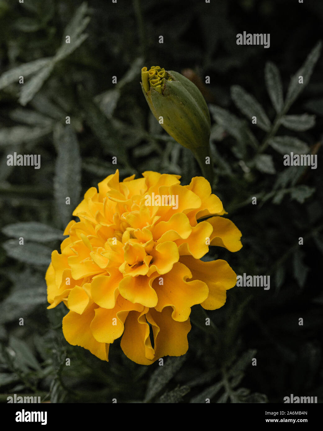 Marigold yellow hi-res stock photography and images - Alamy