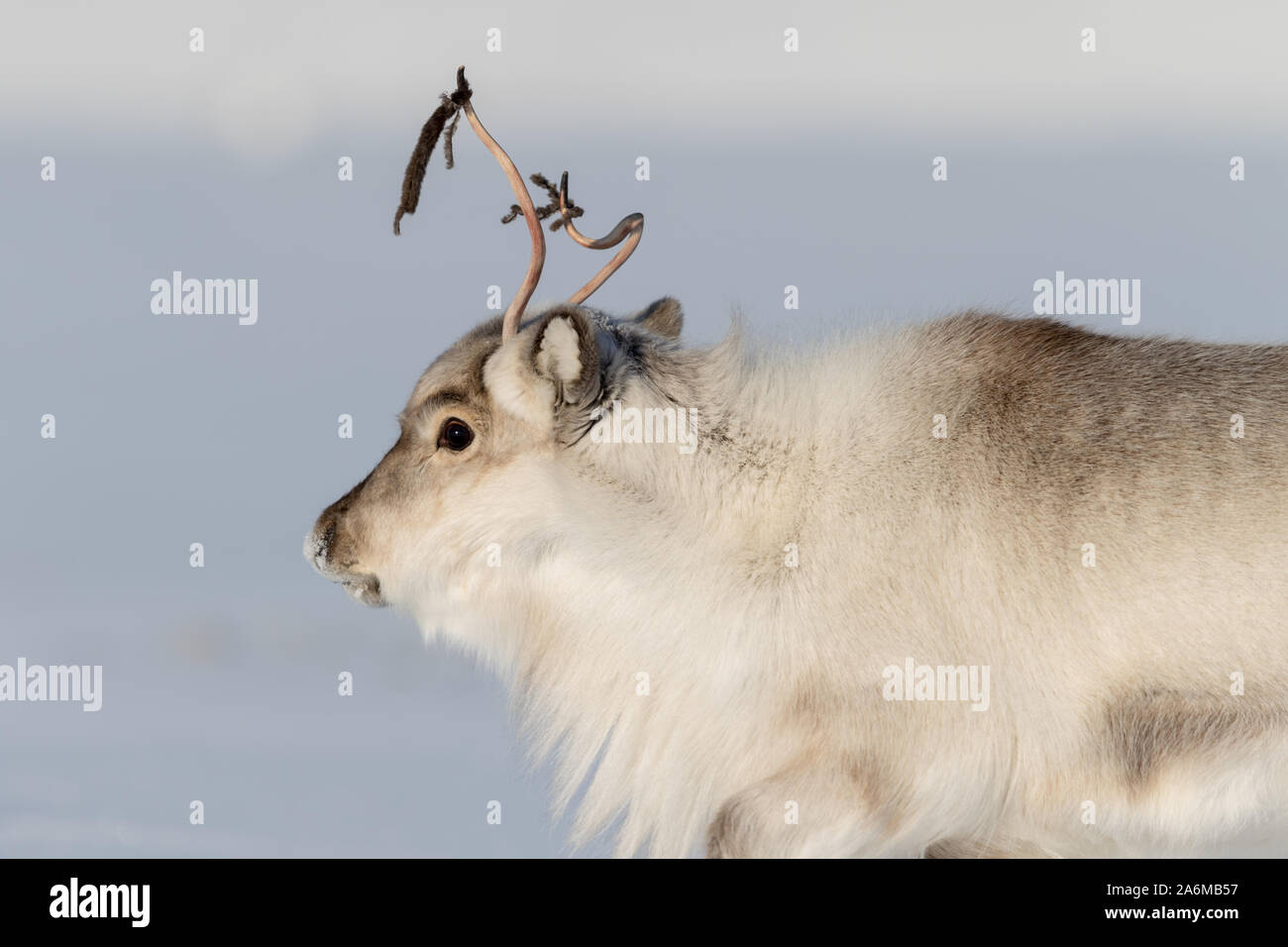 Beautiful Reindeer on white snow background Stock Photo - Alamy