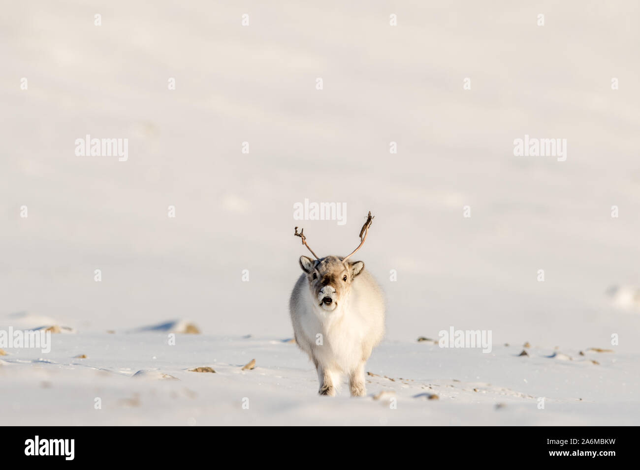 Reindeer mouth open hi-res stock photography and images - Alamy