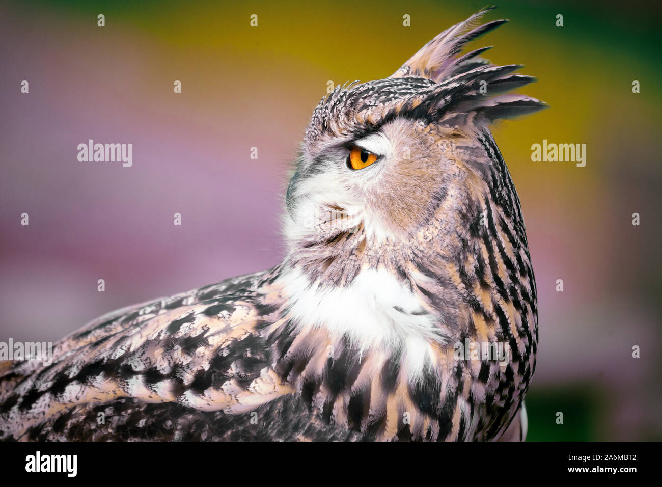 Owl in profile hi-res stock photography and images - Alamy