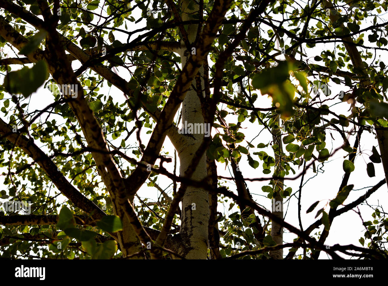 Poplar tree hi-res stock photography and images - Alamy