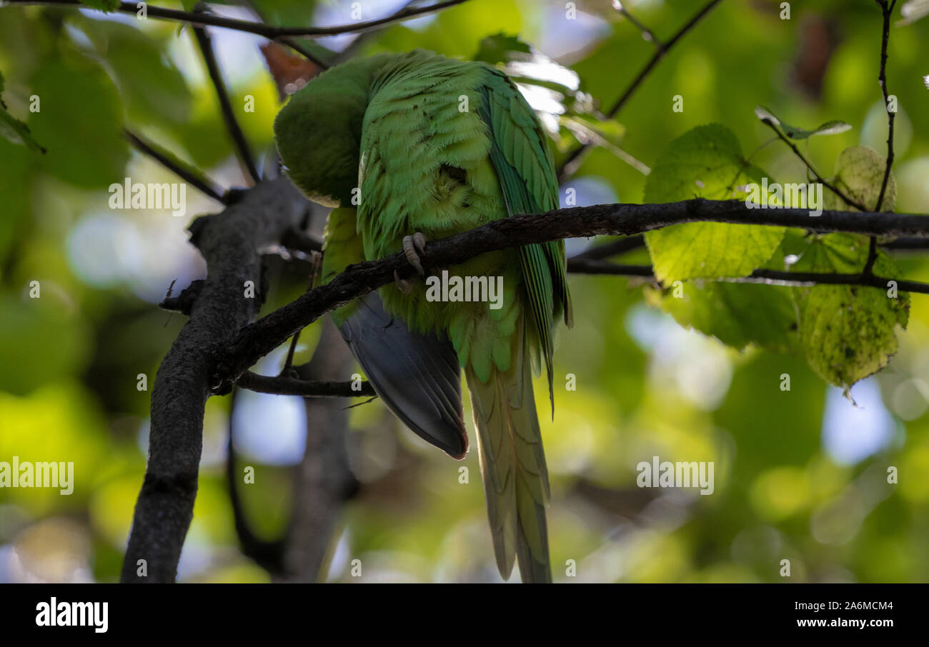 The rose garden hyde park hi-res stock photography and images - Alamy