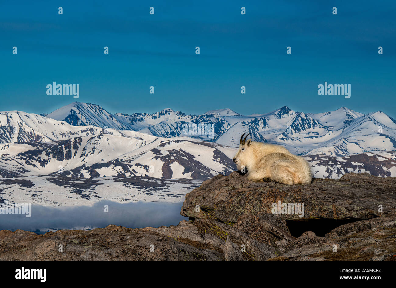 White mountain goat big hi-res stock photography and images - Alamy
