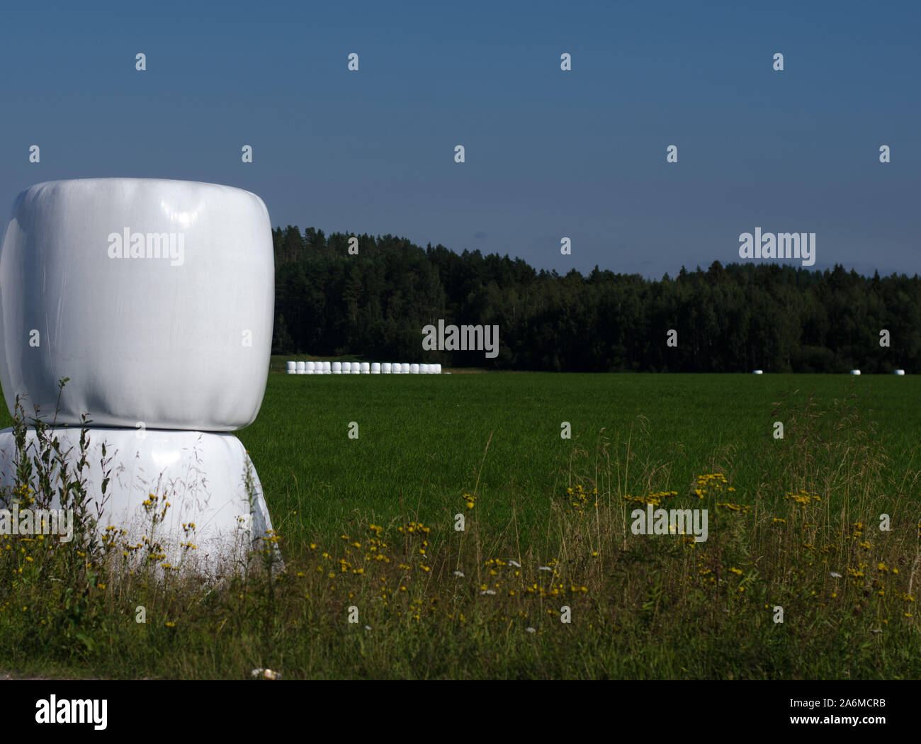Fermenting silage hi-res stock photography and images - Alamy