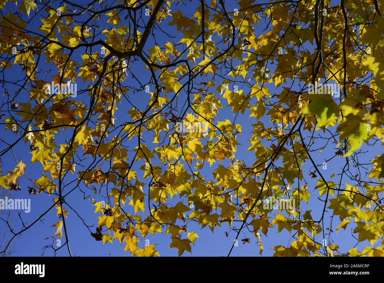 Leaves are falling hi-res stock photography and images - Alamy