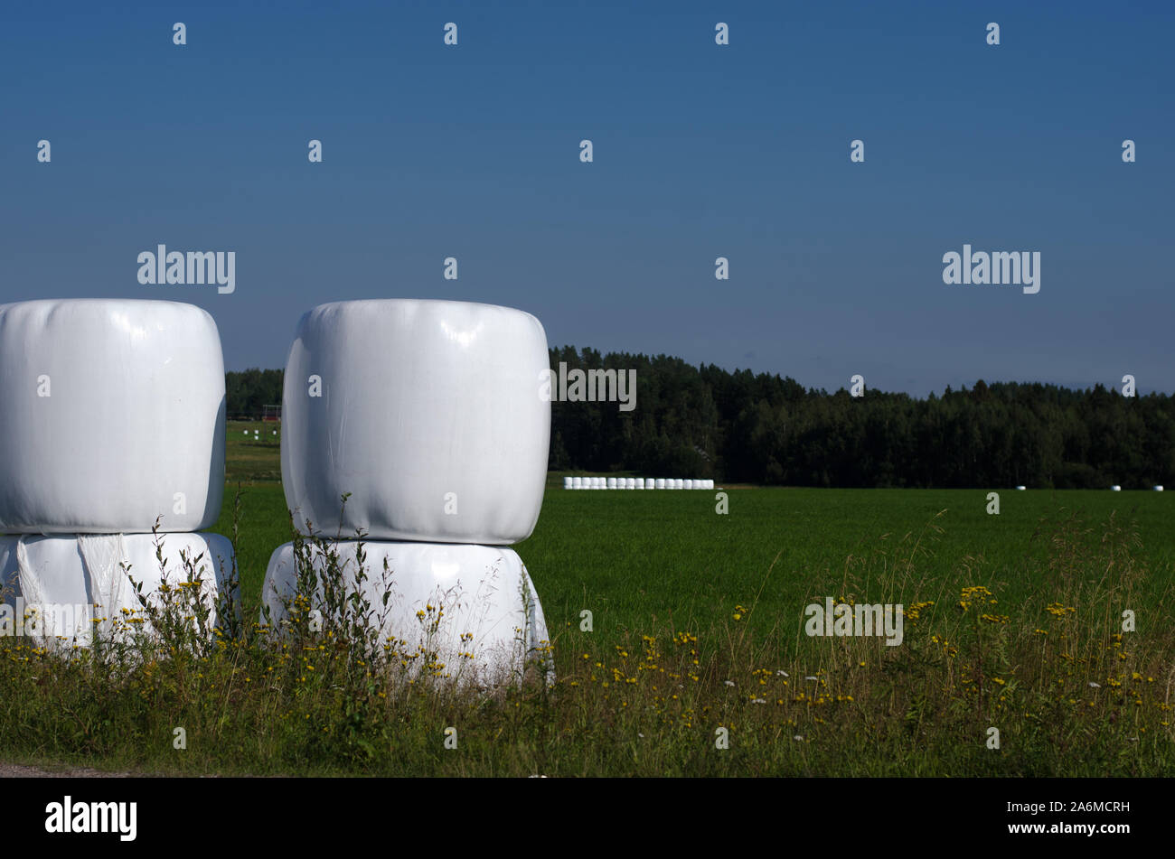 Fermenting silage hi-res stock photography and images - Alamy